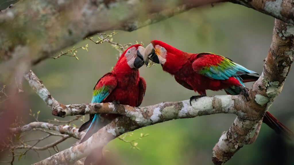 Red and Green Macaw: The Giant of the Amazon Canopy | Rainforest ...